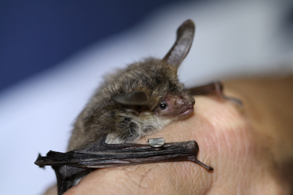 Bat Survey – Bat Mitigation – Surveys for Bats – GreenLink Ecology